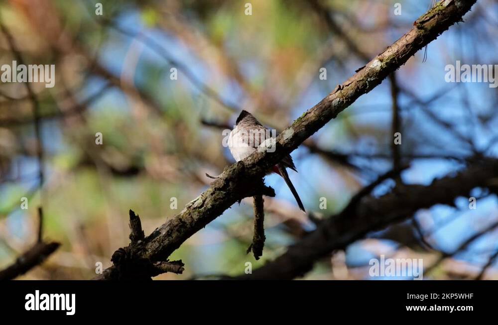 Seen facing to the left while looking around, Sooty-headed Bulbul Stock ...
