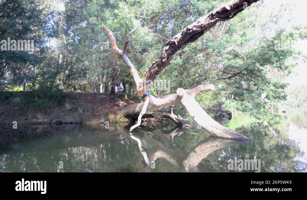 Fallen gum tree Stock Videos & Footage - HD and 4K Video Clips - Alamy