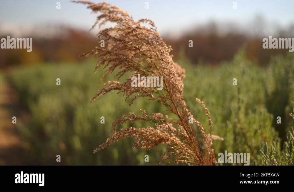 Wheat weed Stock Videos & Footage - HD and 4K Video Clips - Alamy