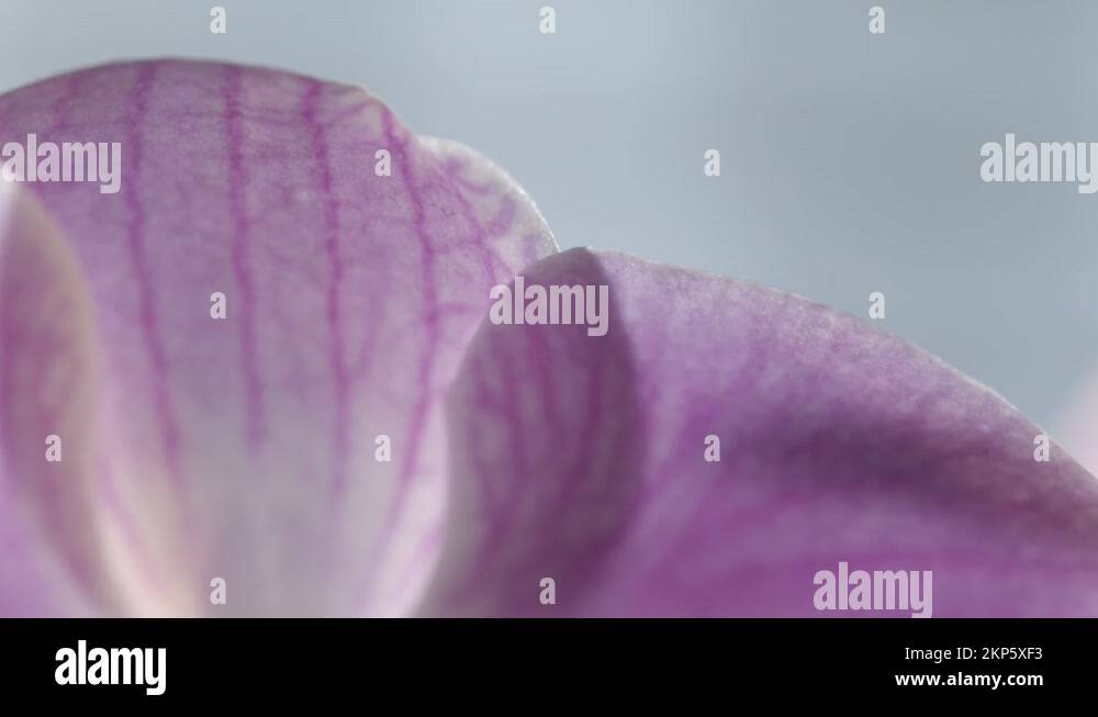 Leaf veinlets Stock Videos & Footage - HD and 4K Video Clips - Alamy