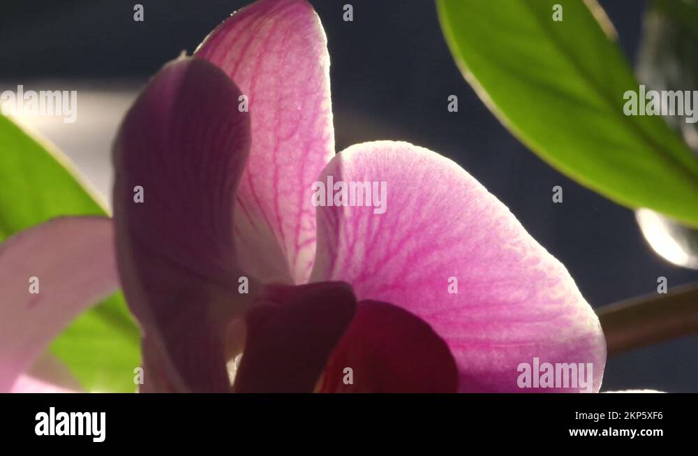 Violet flower petal Stock Videos & Footage - HD and 4K Video Clips - Alamy