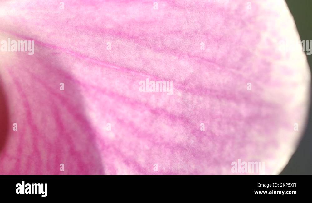 Orchid pattern Stock Videos & Footage - HD and 4K Video Clips - Alamy