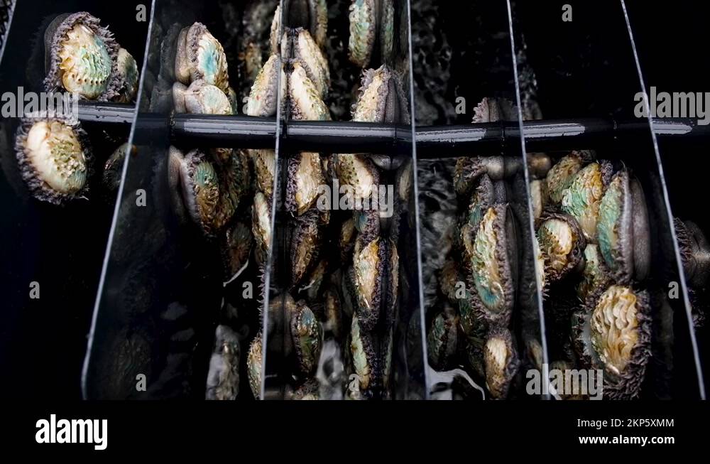 Densely packed abalone in aerated tank; commercial aquaculture Stock ...