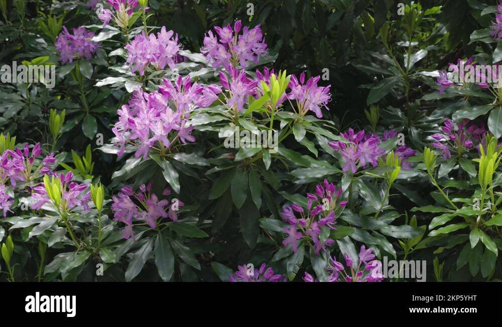 Flower springs Stock Videos & Footage - HD and 4K Video Clips - Alamy