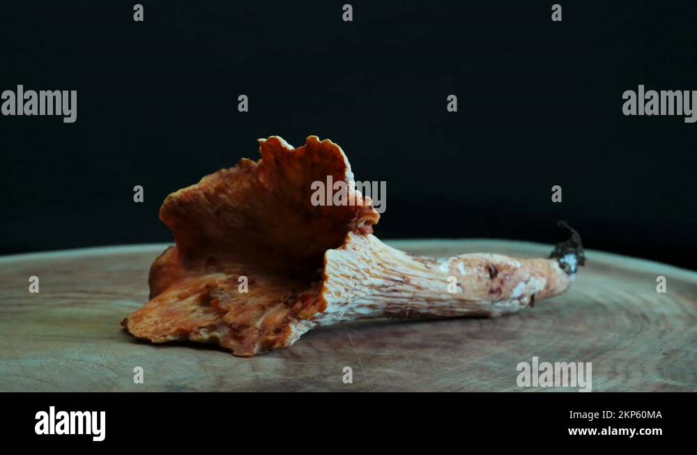 Tan fungus Stock Videos & Footage - HD and 4K Video Clips - Alamy