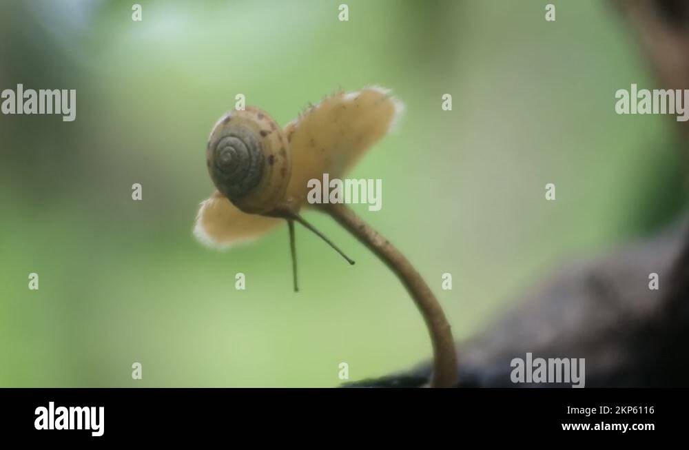snails creeping on toadstools. recording of snails in nature. Gastropod ...