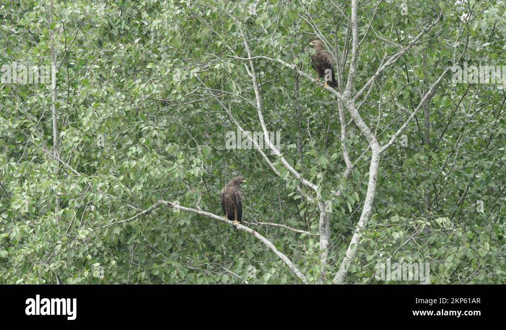 Spotted eagles Stock Videos & Footage - HD and 4K Video Clips - Alamy
