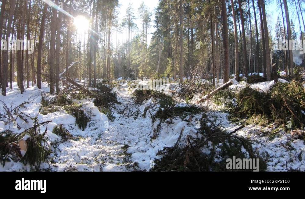 Forest plot Stock Videos & Footage - HD and 4K Video Clips - Alamy