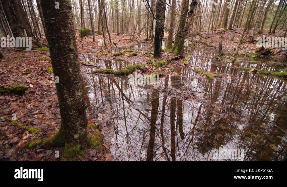 Swamp in the forest. Slow tilt up showing decaying trees, leaves and ...