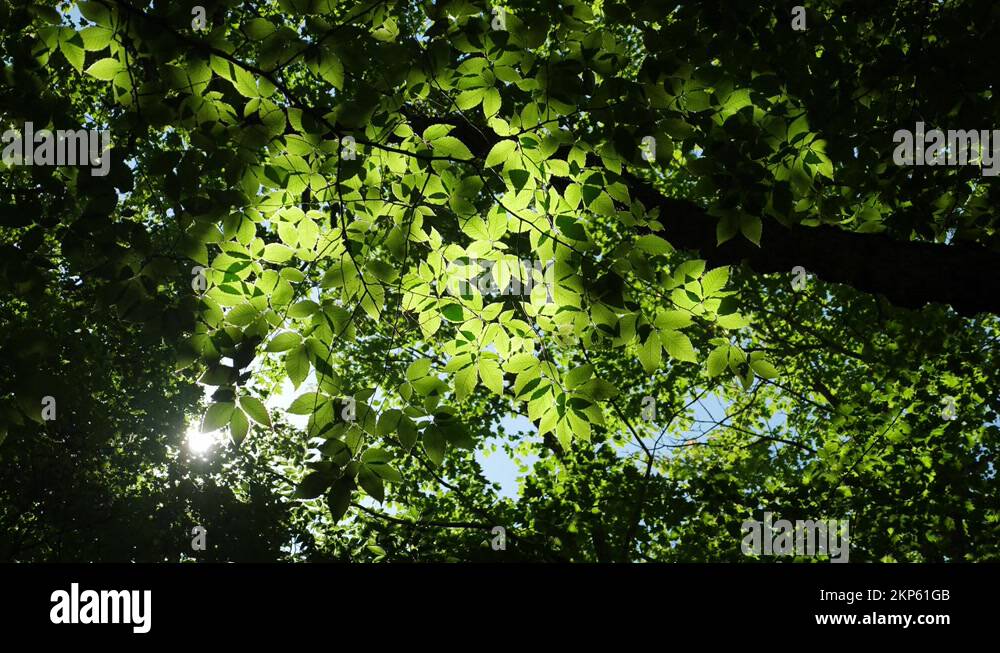 Beautiful beech tree Stock Videos & Footage - HD and 4K Video Clips - Alamy