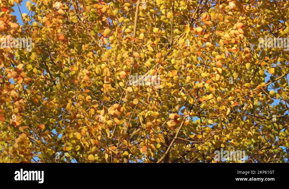 Poplar tree leaves Stock Videos & Footage - HD and 4K Video Clips - Alamy