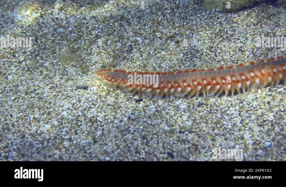Bearded fire worm creeps on a sea bottom Stock Video Footage - Alamy