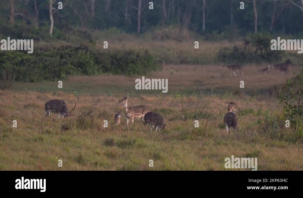 Jungle dangers Stock Videos & Footage - HD and 4K Video Clips - Alamy