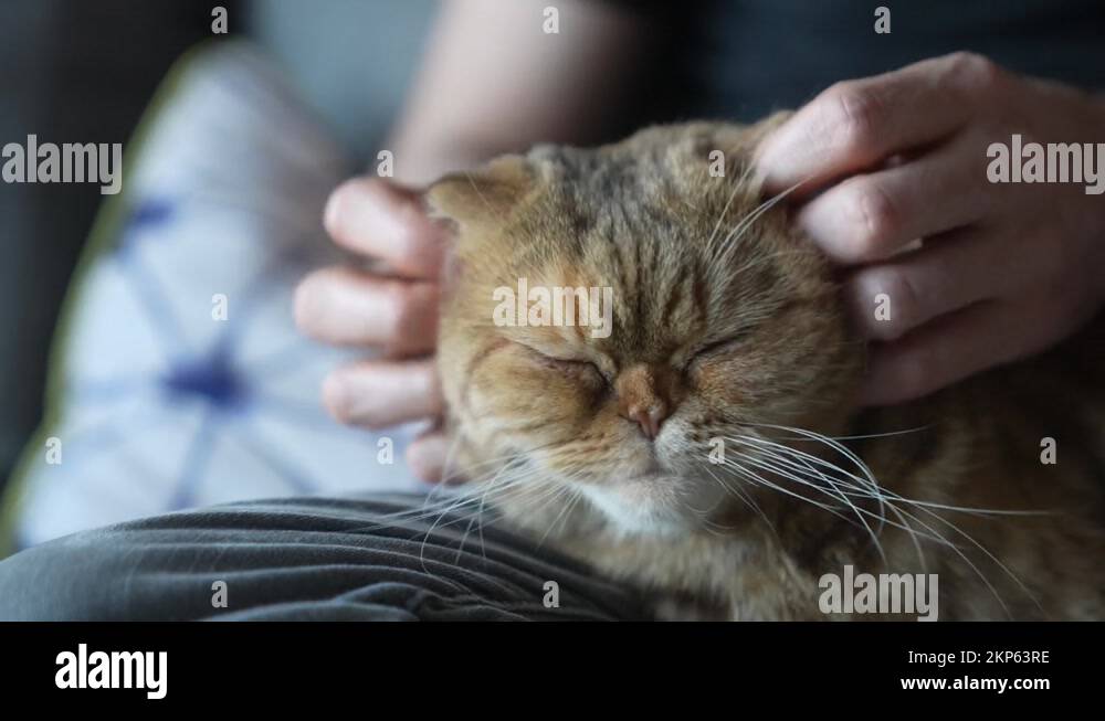 Ginger scottish fold Stock Videos & Footage - HD and 4K Video Clips - Alamy