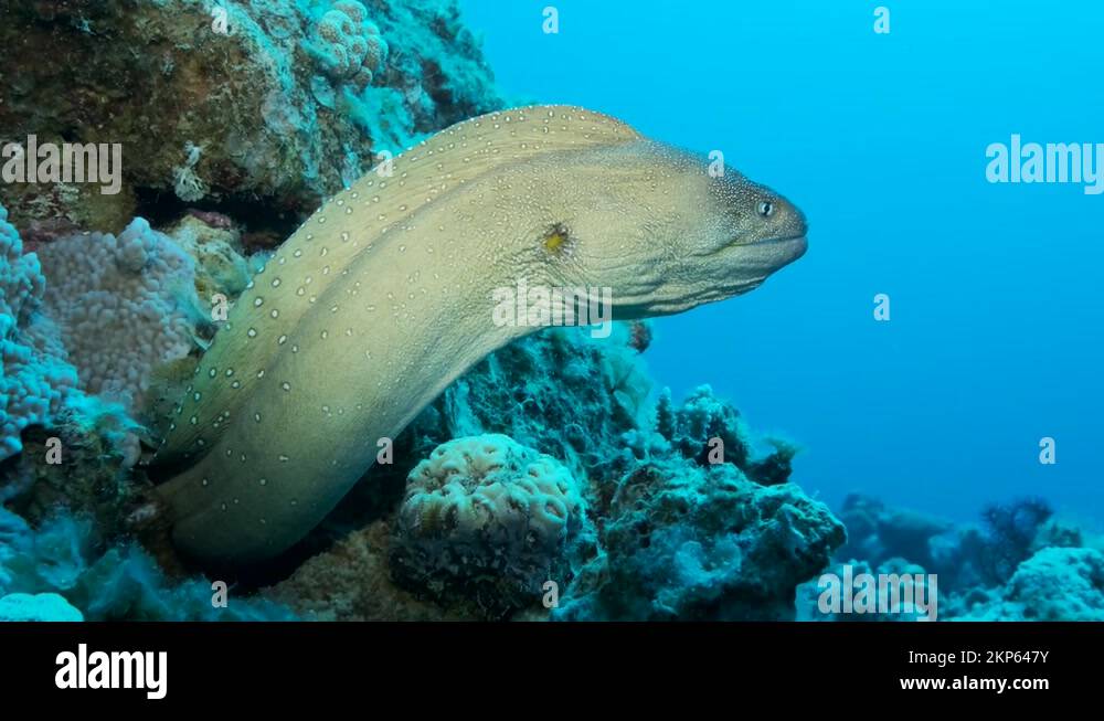 Close up Moray peeks out of its hiding place on blue water background ...
