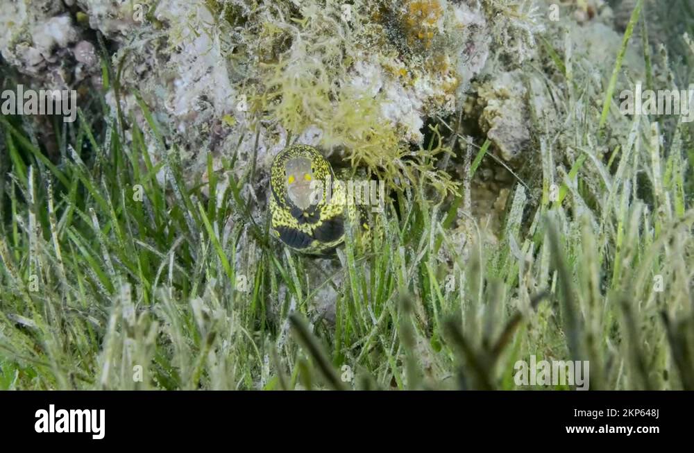 Close up of Moray eel peeking out of a burrow in a coral reef covered ...