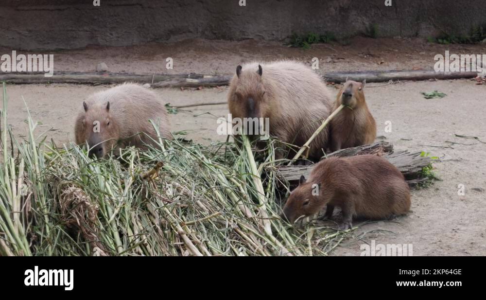Capybara capybara Stock Videos & Footage - HD and 4K Video Clips - Alamy