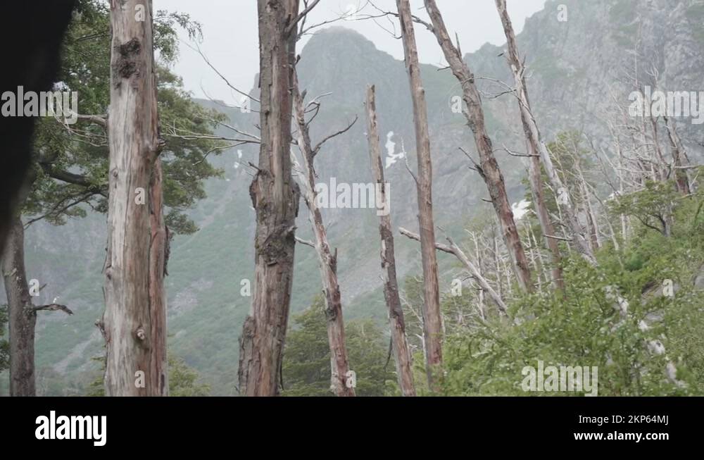 Dead nature Stock Videos & Footage - HD and 4K Video Clips - Alamy