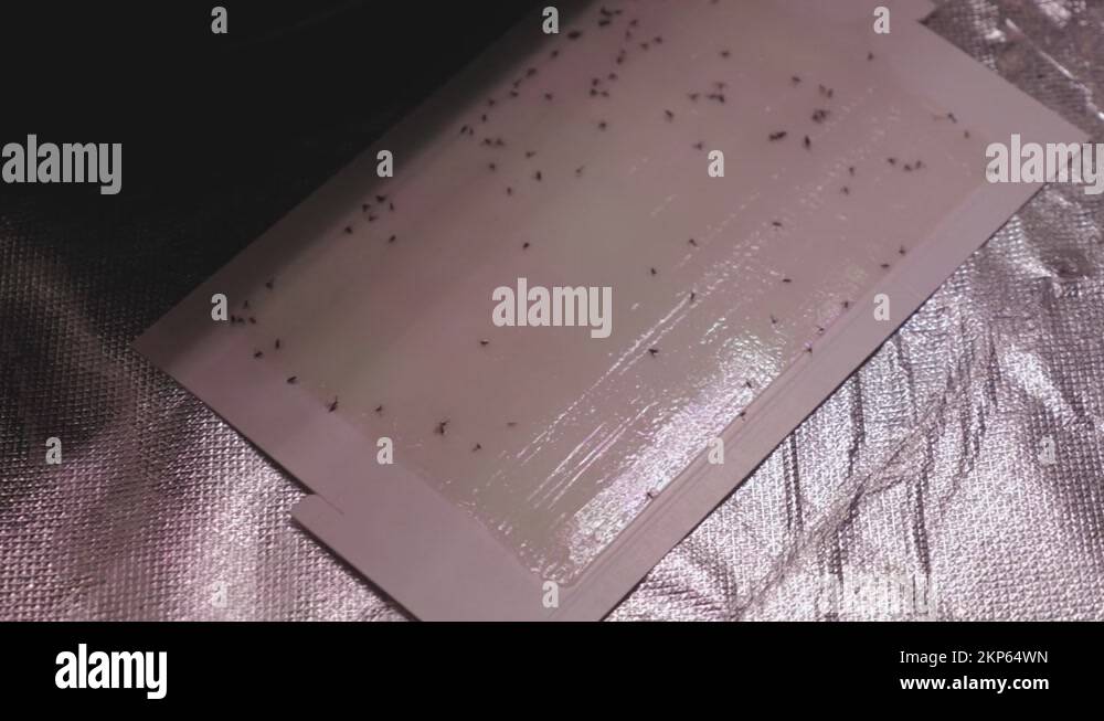 White traps Stock Videos & Footage - HD and 4K Video Clips - Alamy
