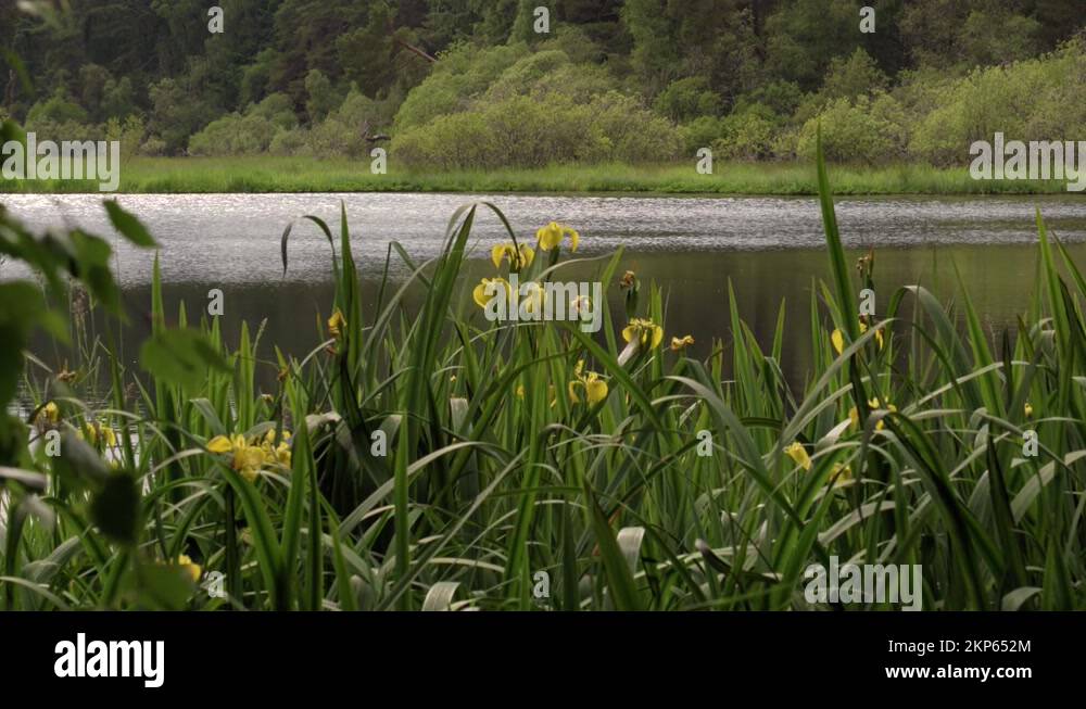 Scottish plants Stock Videos & Footage - HD and 4K Video Clips - Alamy