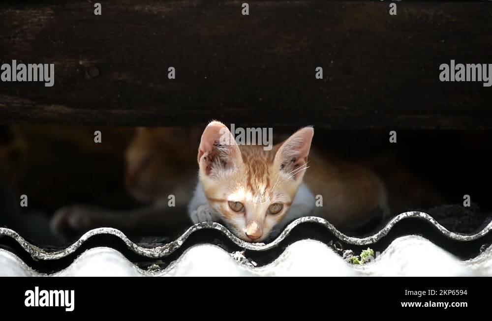 Small local Indonesian cat with white and yellow color Stock Video ...