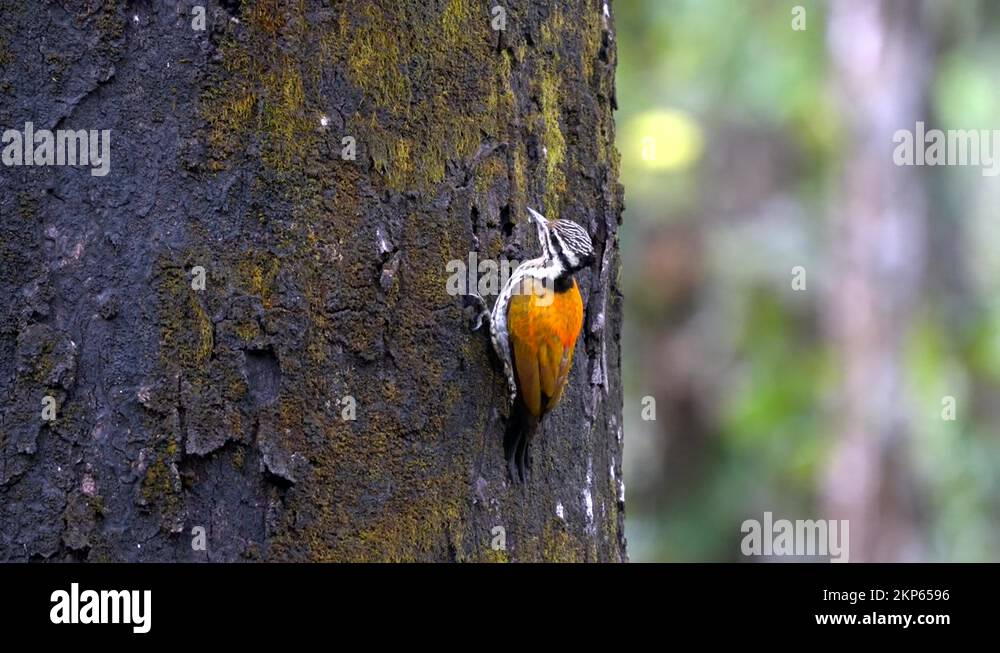 Himalayan insects Stock Videos & Footage - HD and 4K Video Clips - Alamy