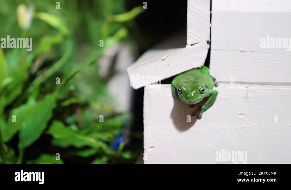 Frog in the wall Stock Videos & Footage - HD and 4K Video Clips - Alamy