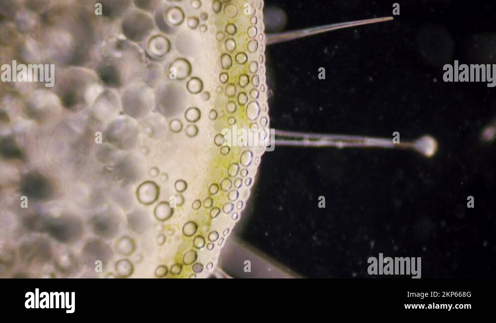 Pelargonium geranium hairy stem cross section microtome under ...