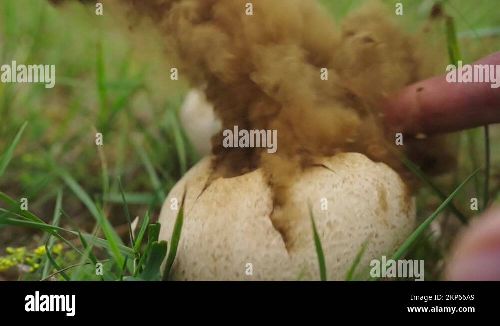 Spreading spores mushroom Stock Videos & Footage - HD and 4K Video ...