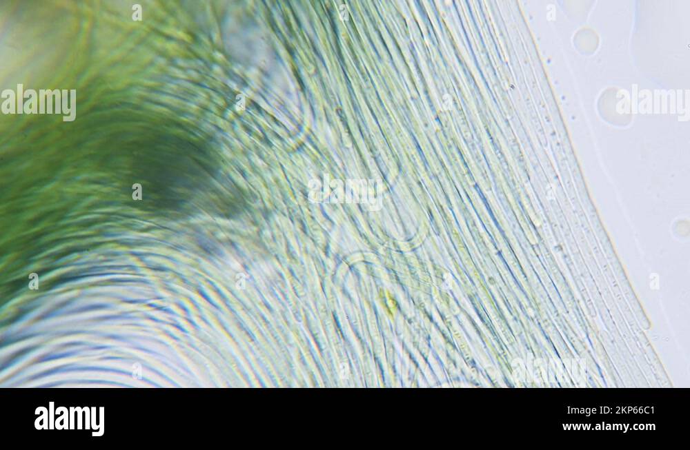 Blue green cyanobacteria Stock Videos & Footage - HD and 4K Video Clips ...