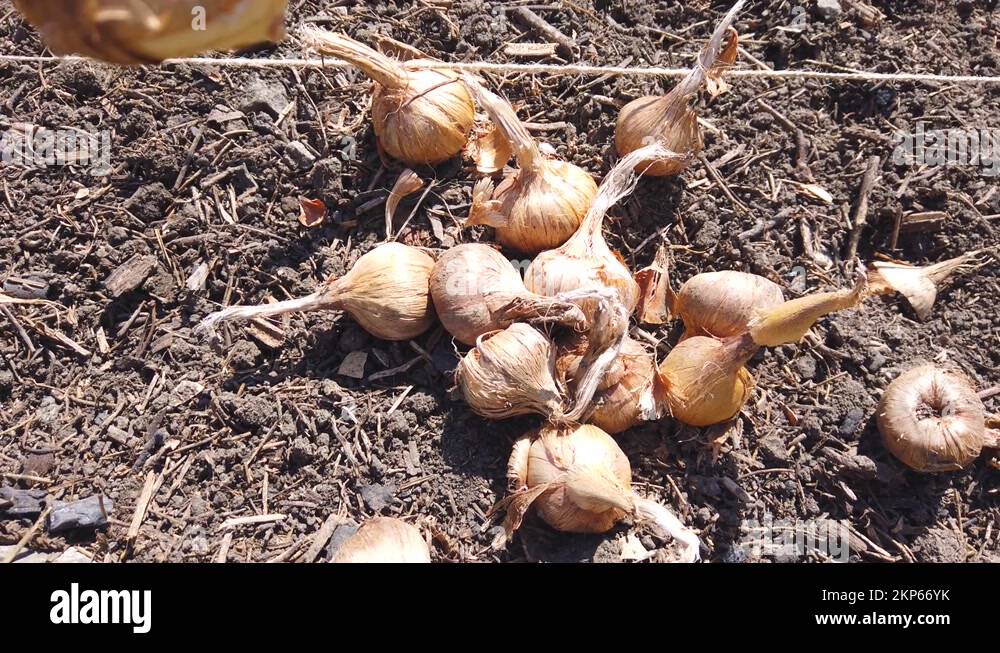 Soil placement Stock Videos & Footage - HD and 4K Video Clips - Alamy