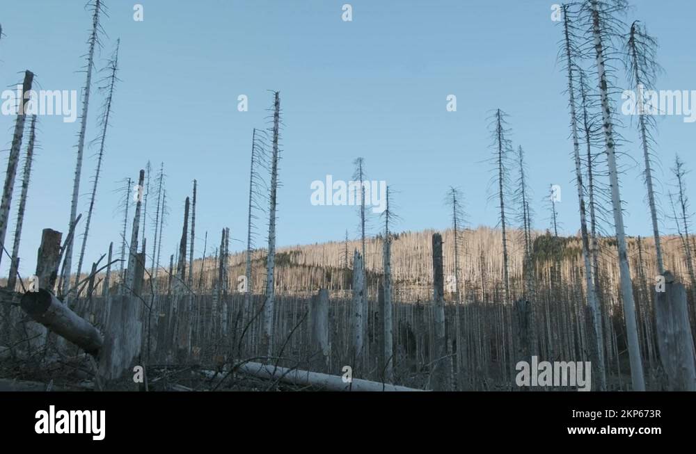 Bark Beetle Infestations Stock Videos And Footage Hd And 4k Video Clips Alamy