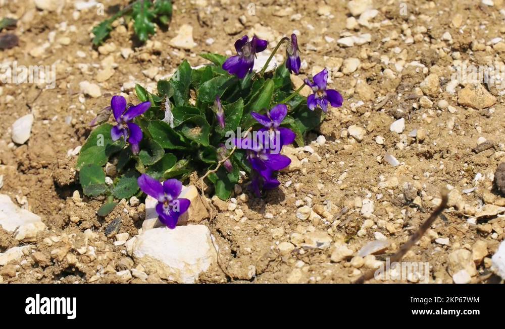 Violet bank Stock Videos & Footage - HD and 4K Video Clips - Alamy