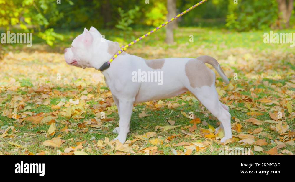 American bully breed Stock Videos & Footage - HD and 4K Video Clips - Alamy