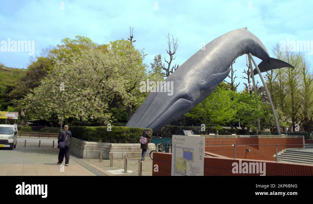 Blue whale national museum of nature and science Stock Videos & Footage ...