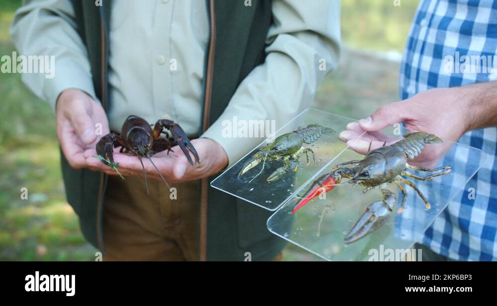 Noble fish Stock Videos & Footage - HD and 4K Video Clips - Alamy