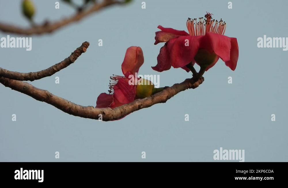 Beauty of bombax ceiba flowers Stock Videos & Footage - HD and 4K Video ...