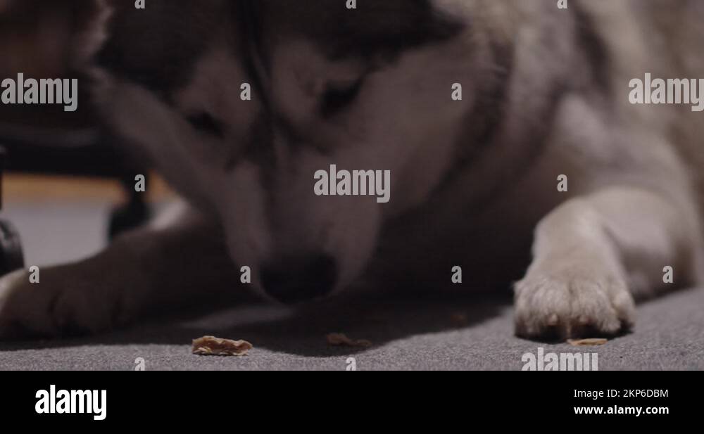 Cracker dog Stock Videos & Footage - HD and 4K Video Clips - Alamy