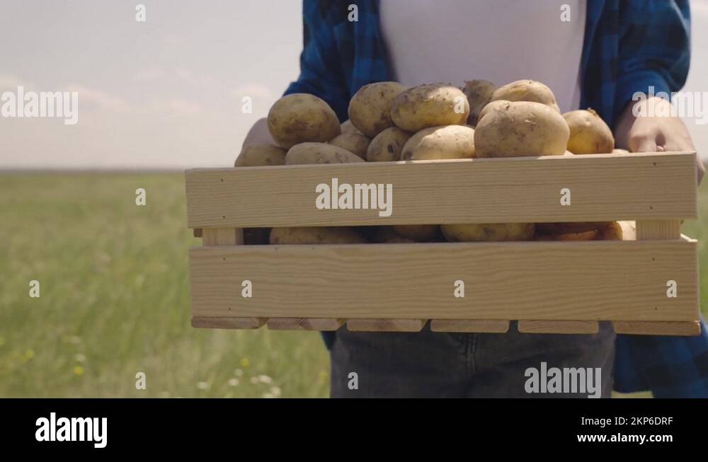 Agriculture. potato tubers box. agronomy growing food healthy vegetables farm Stock Video ...
