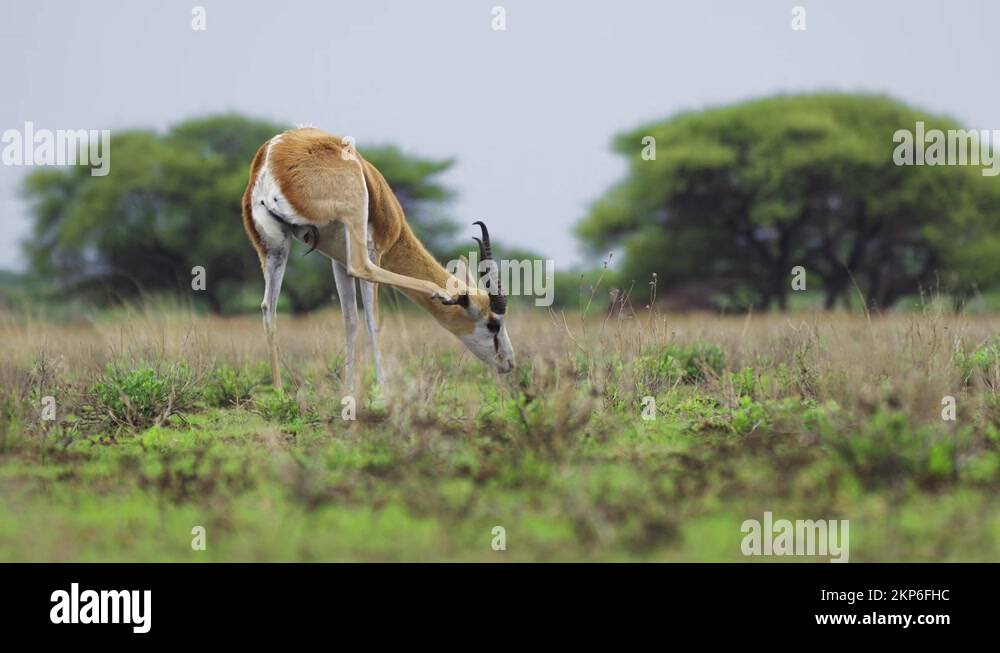 Springbok Antelope On Green Savannah Scratching Its Ear In Central ...