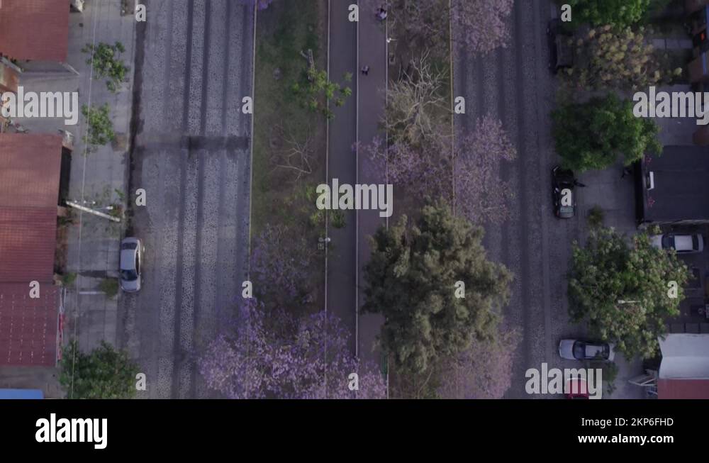 Jacaranda trees in a busy neighborhood Stock Video Footage - Alamy