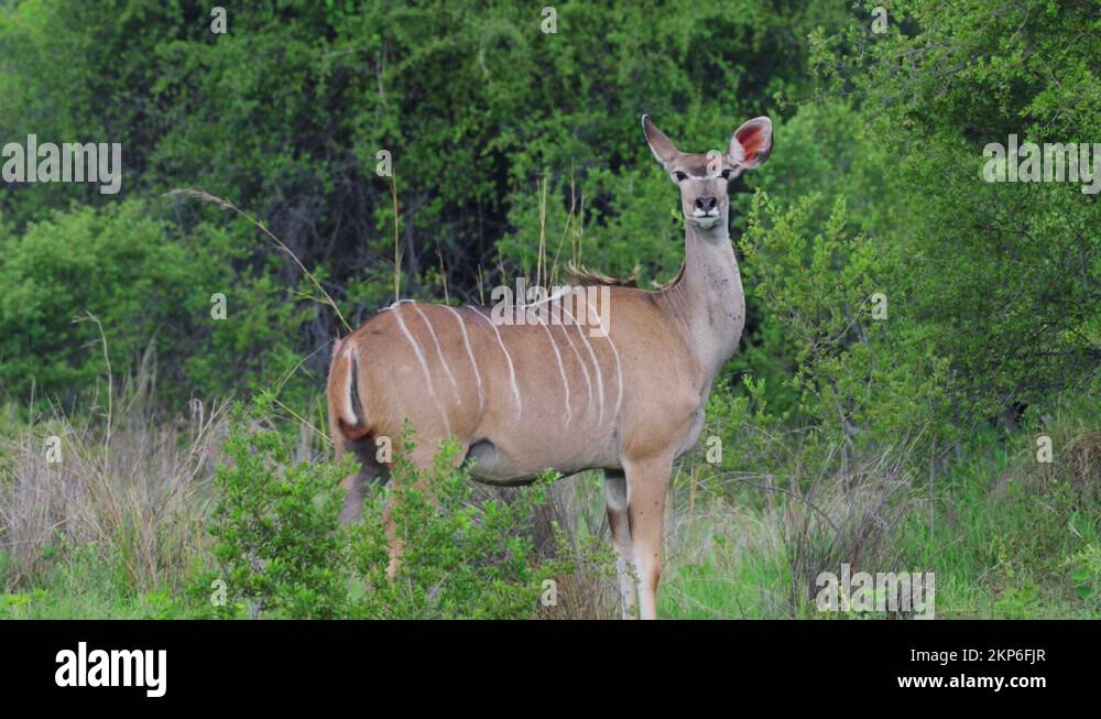 Female greater kudu Stock Videos & Footage - HD and 4K Video Clips - Alamy