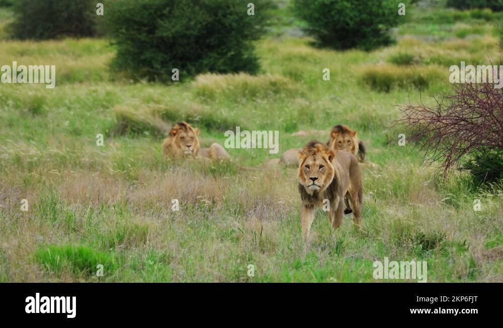 Two Lions Resting And One Walking Through The Grass In Central Kalahari ...