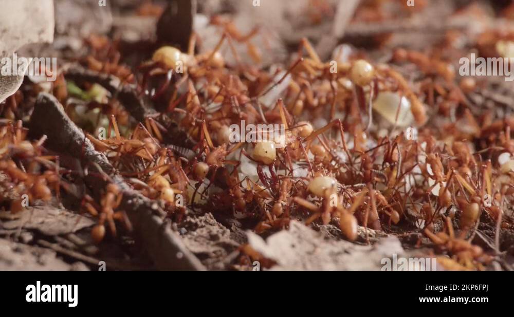 Crowd of Amazon army ants collecting larvas in colony on forest floor ...