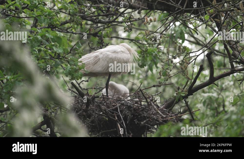 Parent bird wings in nest Stock Videos & Footage - HD and 4K Video ...