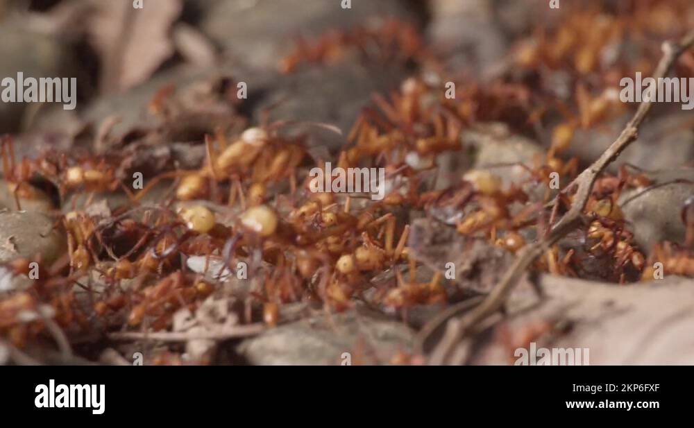 Crowd of army ants carrying small white larvas on rocky Amazon floor ...
