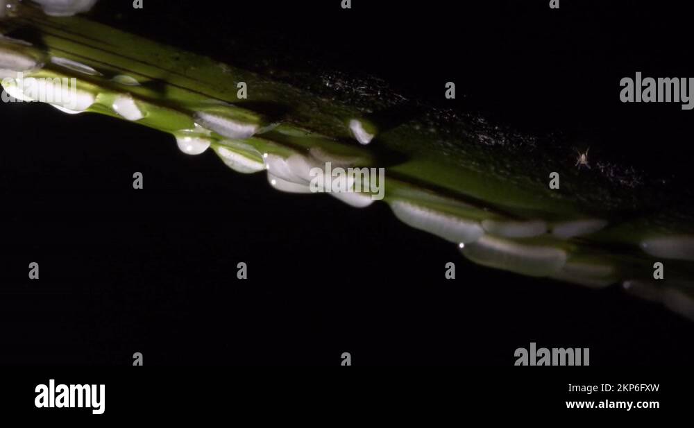 Beetle coleoptera Stock Videos & Footage - HD and 4K Video Clips - Alamy