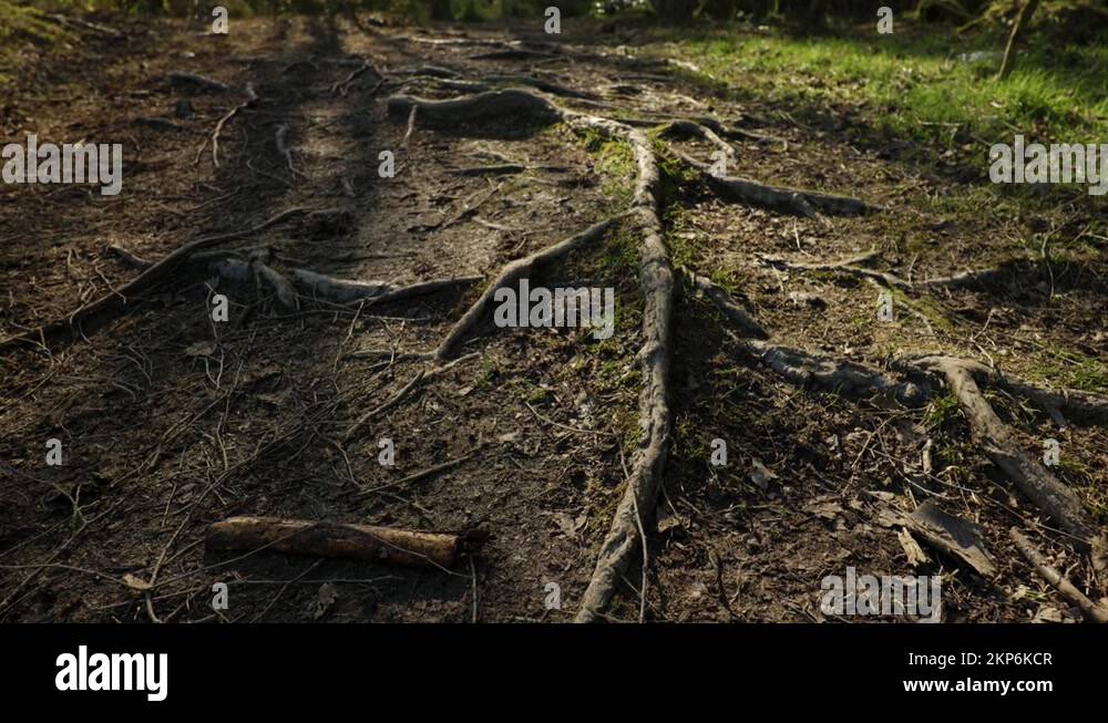 Large tree roots stretch out under the canopy of a native forest in ...