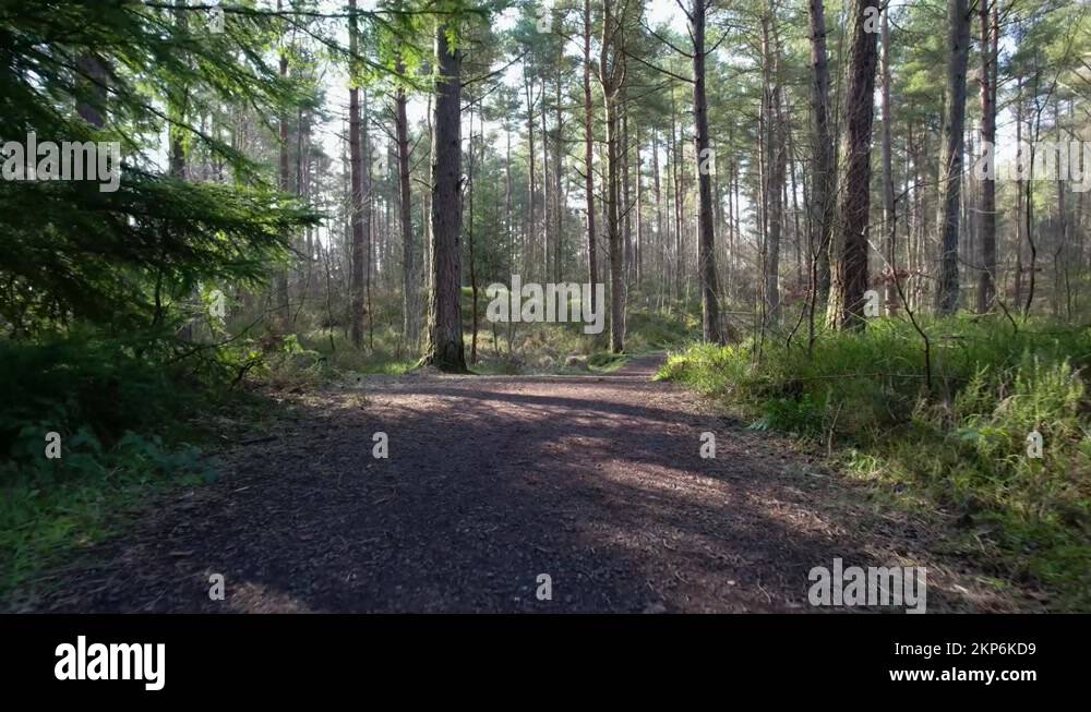 Path with shade of the tree in the forest scotland Stock Videos ...
