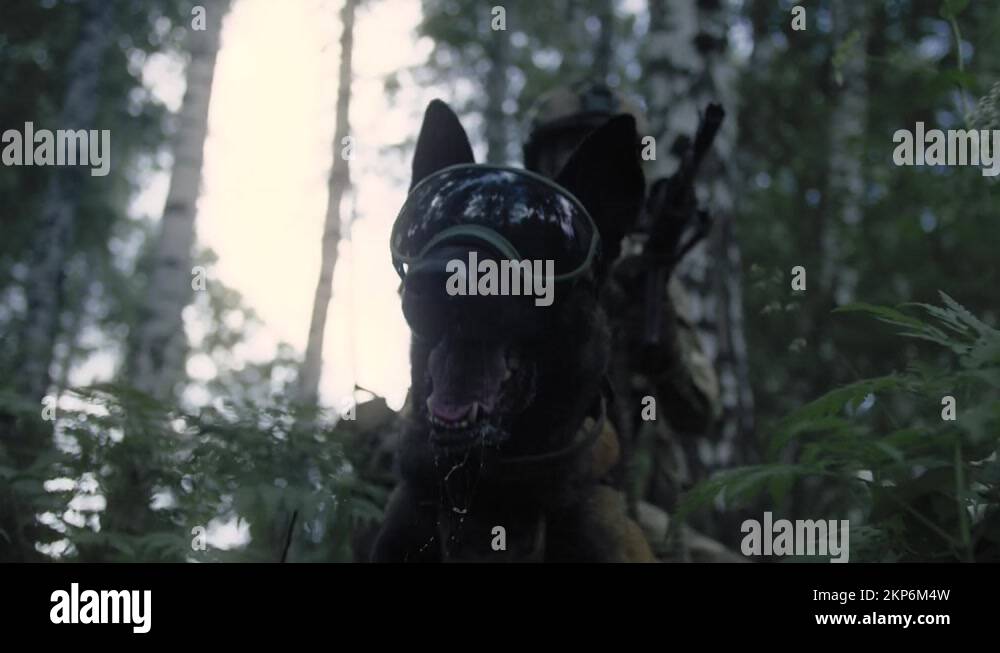 Sniper dog Stock Videos & Footage - HD and 4K Video Clips - Alamy